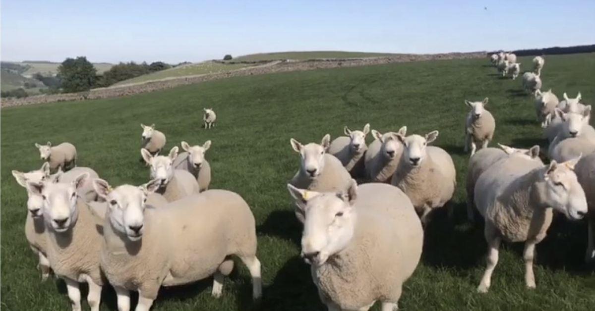 Police appeal following sheep-worrying incident near Boroughbridge