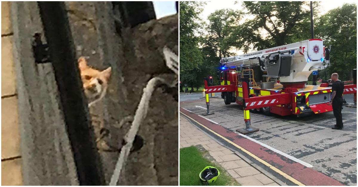 Firefighters and RSPCA rescue elderly cat from Harrogate building