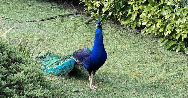 Bilton's Peter the Peacock living his best life in Lancashire