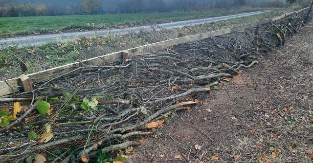 Yorkshire hedgelaying competition coming to Ripley