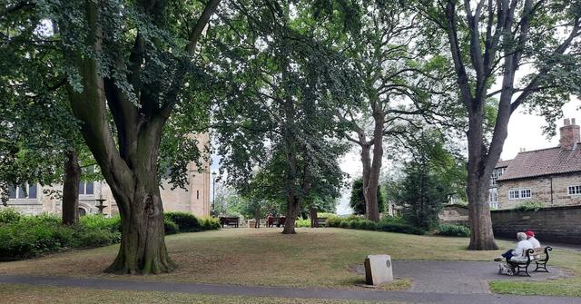 Ripon Cathedral expansion: ‘Impractical’ to keep veteran beech tree