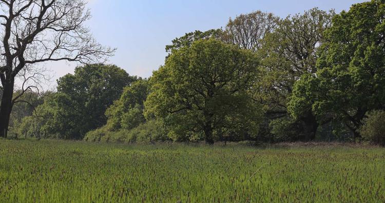 Common land ownership celebrated on second annual Knaresborough Forest Day