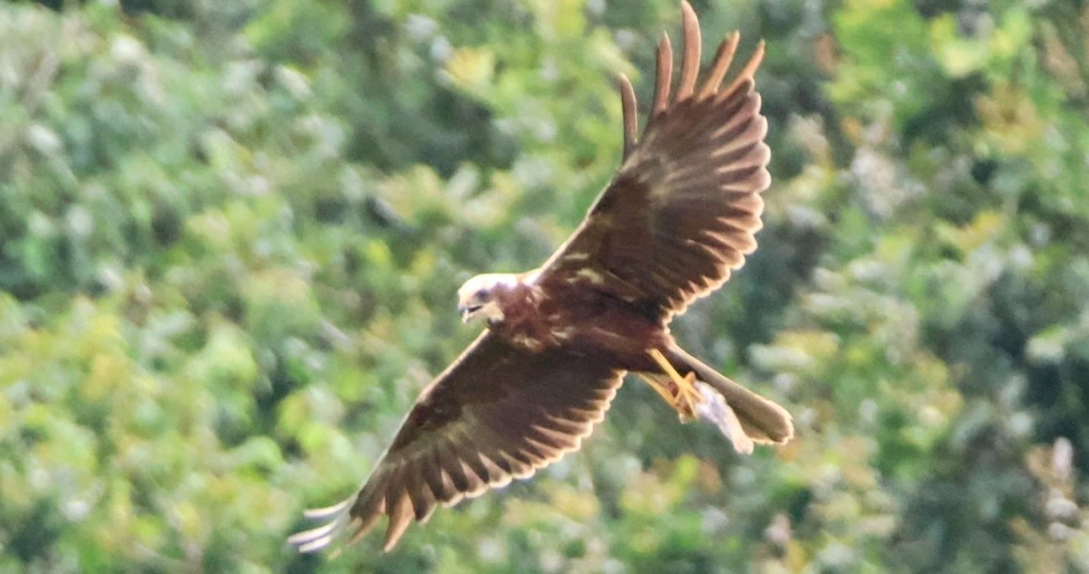 Rare marsh harriers take up residence at nature reserve near Ripon