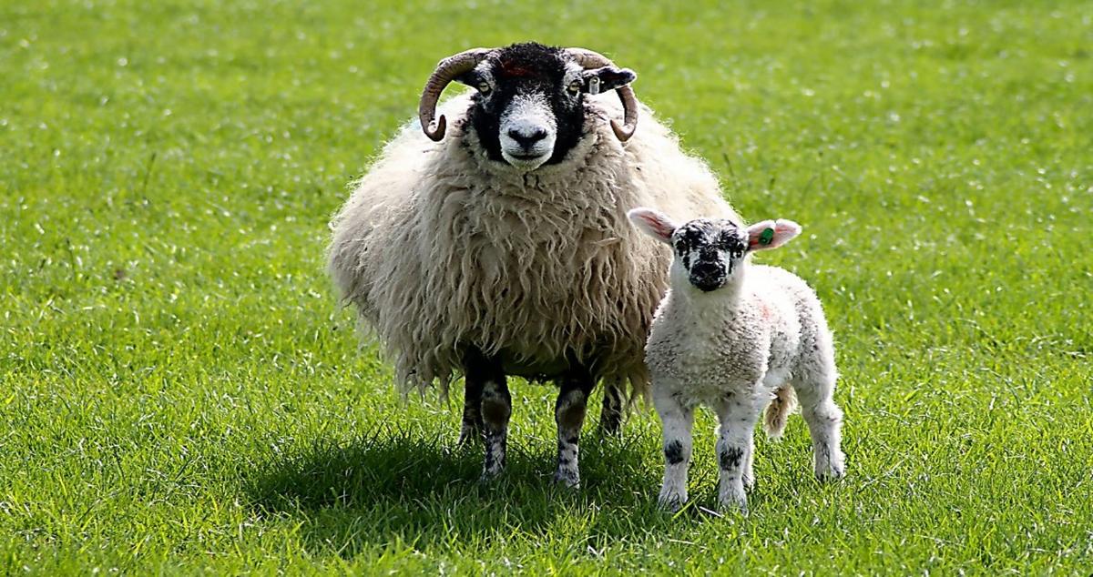 73 sheep stolen in Nidderdale