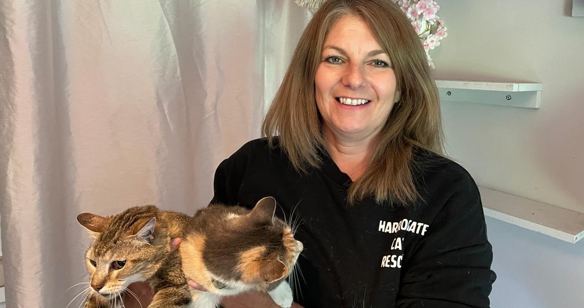 ‘We’re on our knees’ – a Harrogate cat charity’s plea for volunteers