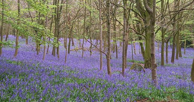 It's bluebell wood season! Here are five of the best to visit this weekend